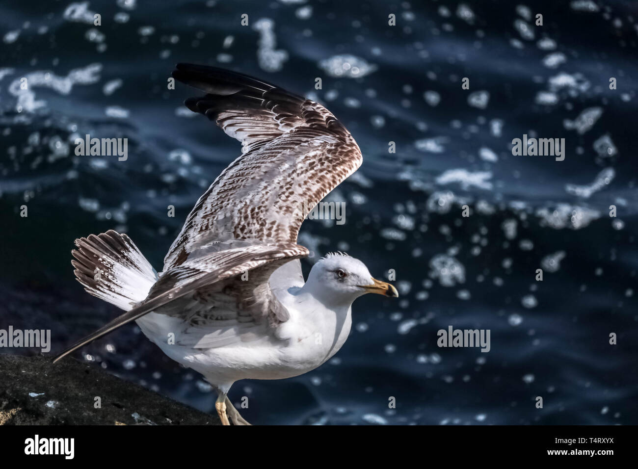 Blue ocean seagull hi-res stock photography and images - Alamy