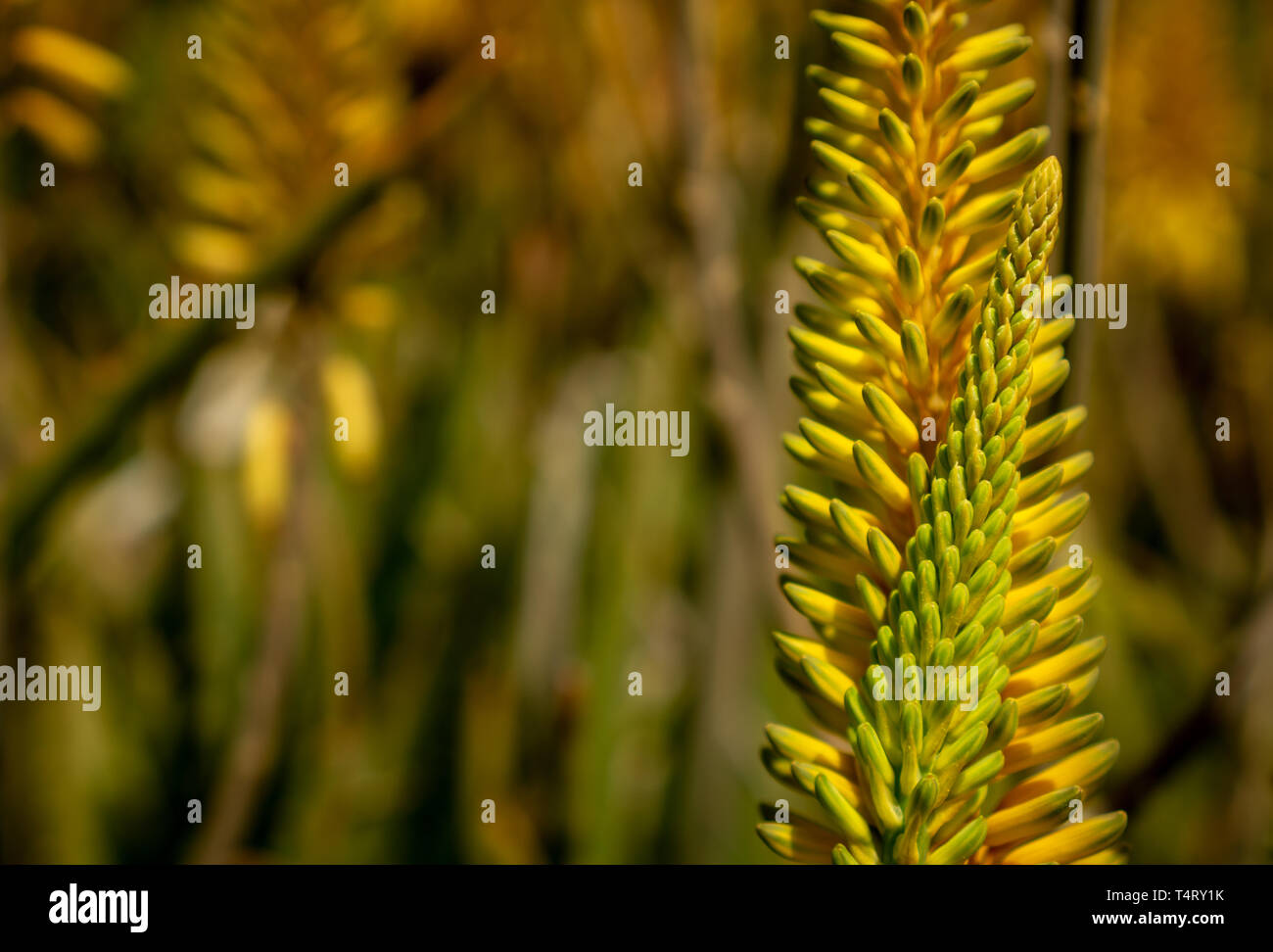 Aloe vera in bloom Stock Photo - Alamy