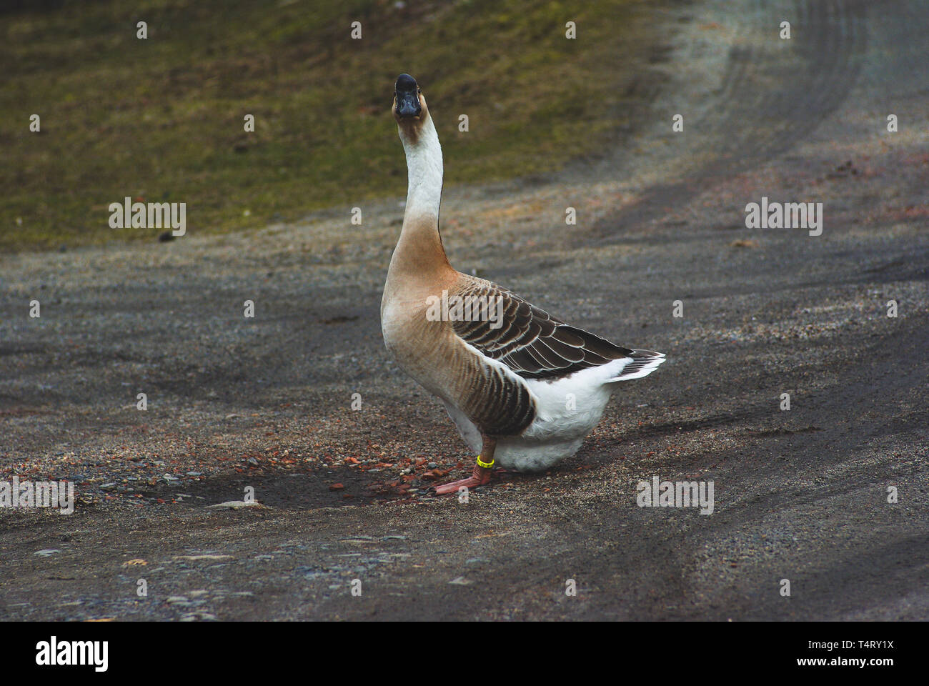 Goose tracks hi-res stock photography and images - Alamy