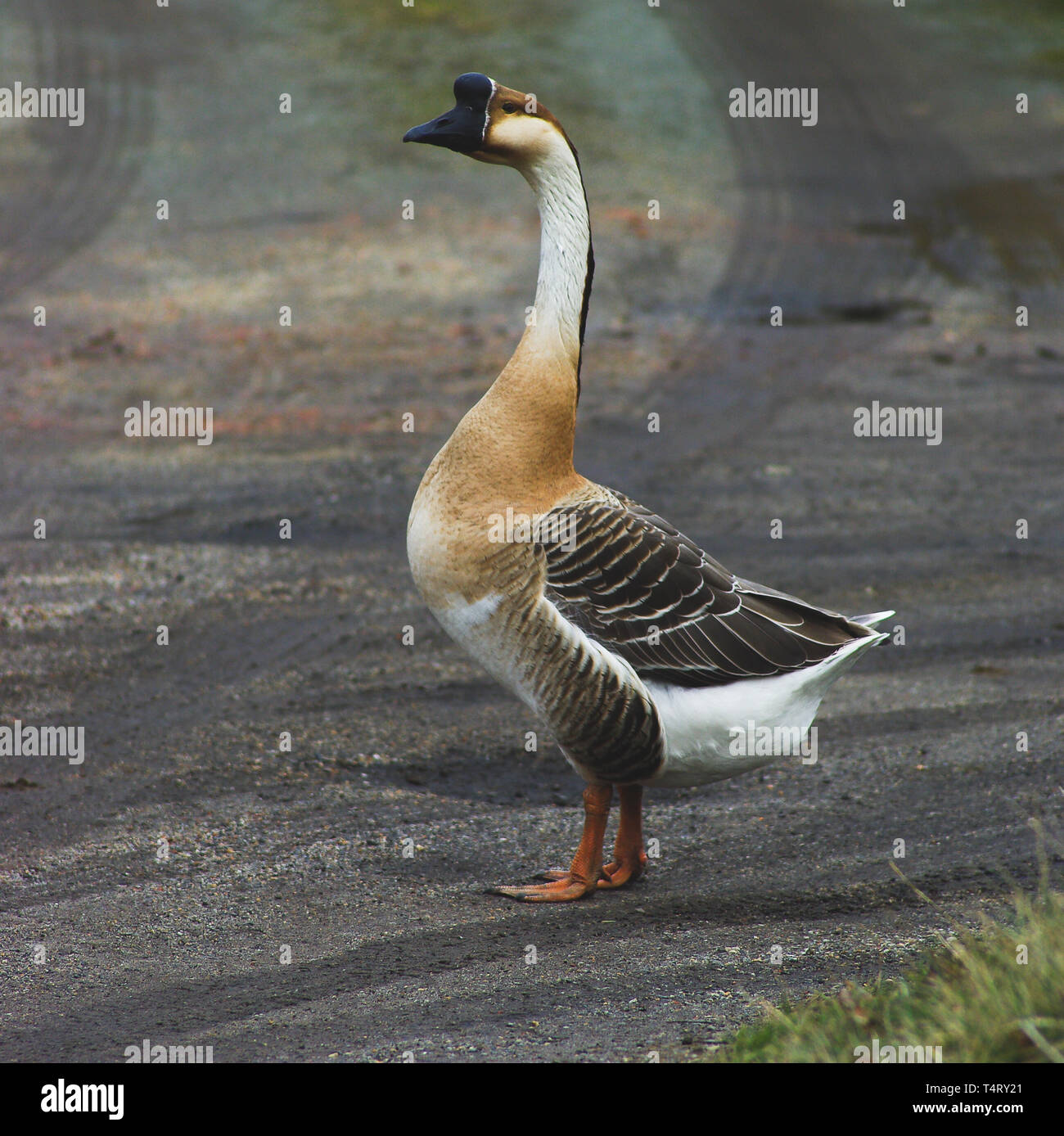 Chinese goose hi-res stock photography and images - Alamy