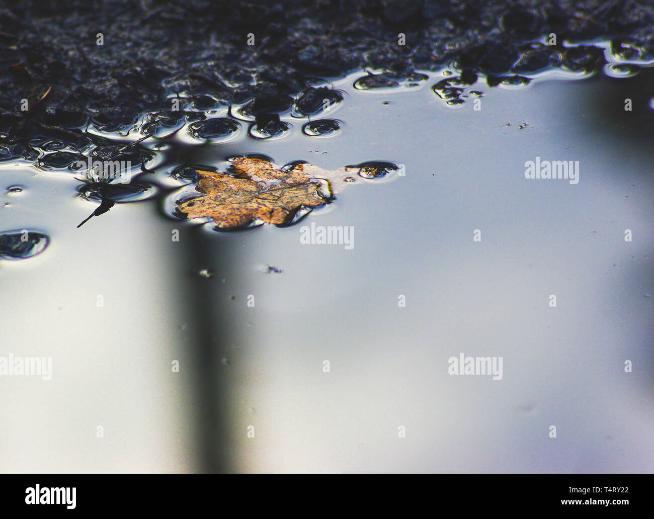 Plant puddle hi-res stock photography and images - Alamy