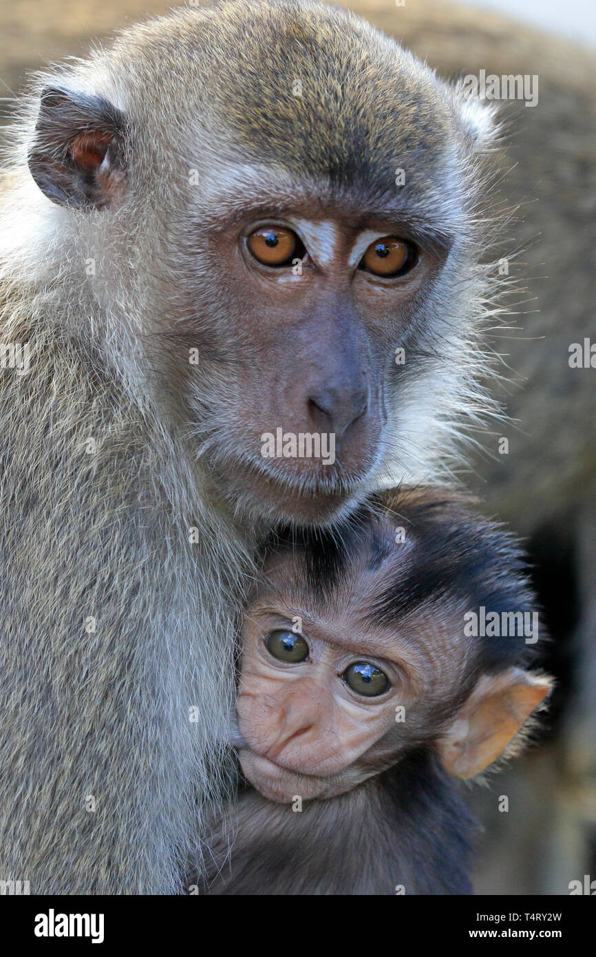 Long Tailed Macaque with baby in Tanjung Putting Nature Reserve ...