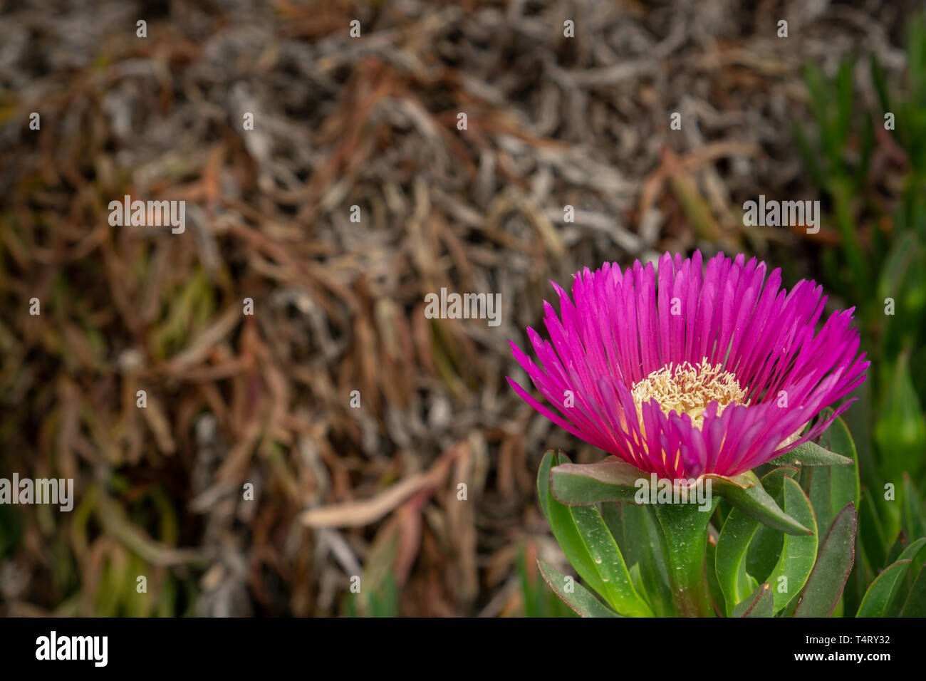 Fig plant ground hi-res stock photography and images - Alamy