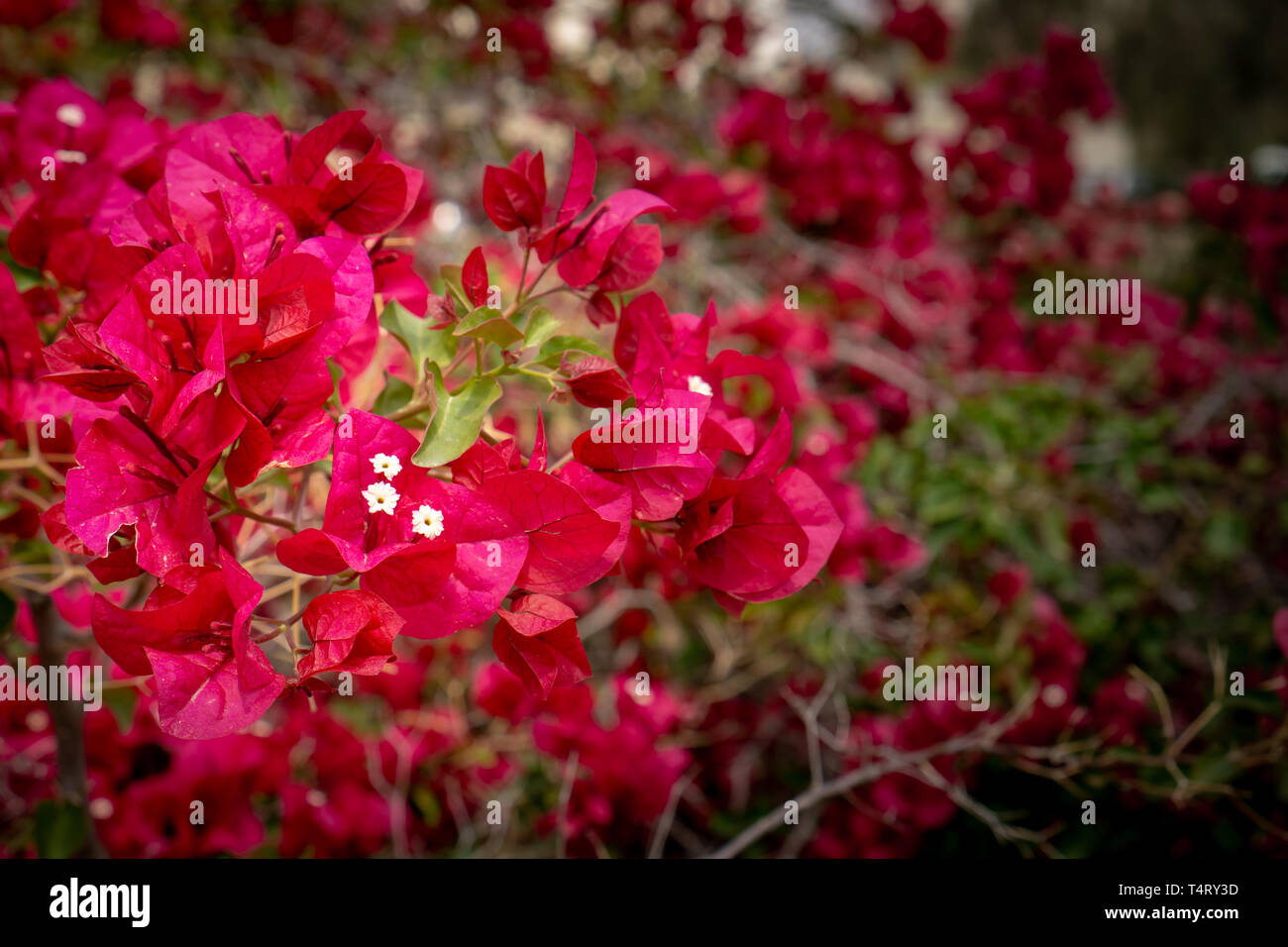 A red bush in bloom Stock Photo - Alamy