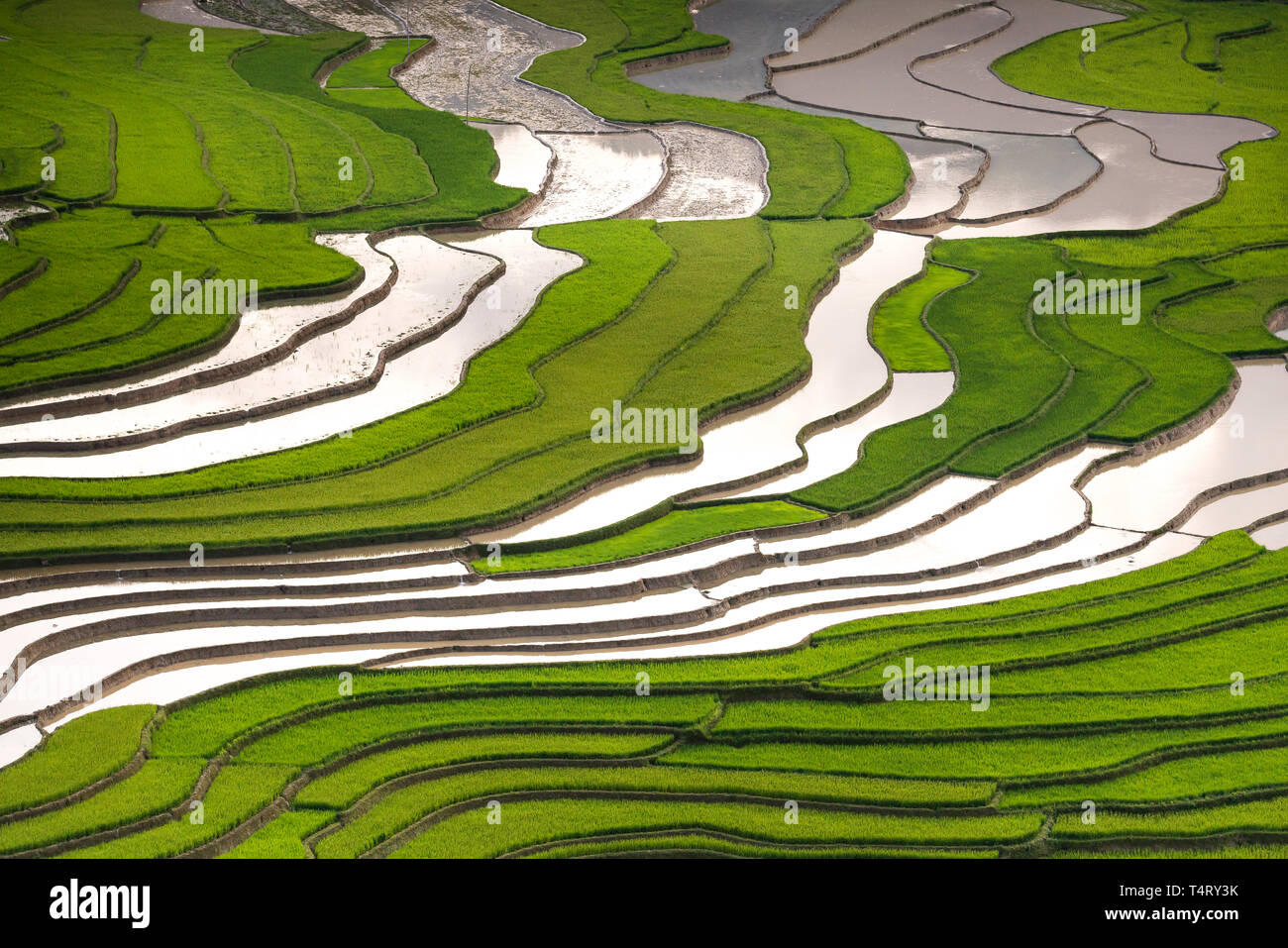 The image is as beautiful as the oil painting of terraced field. Curved ...