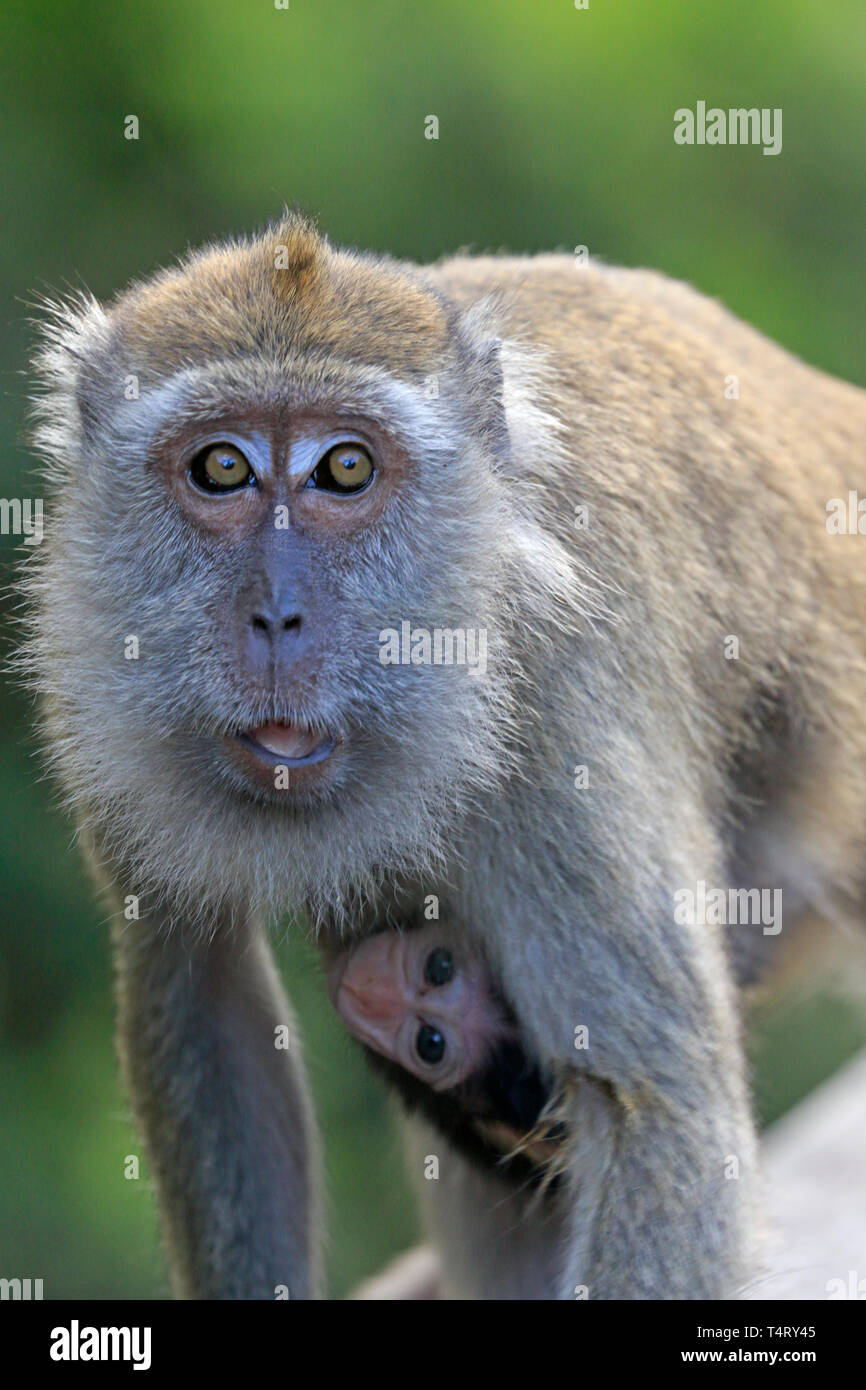 Long Tailed Macaque with baby in Tanjung Putting Nature Reserve ...