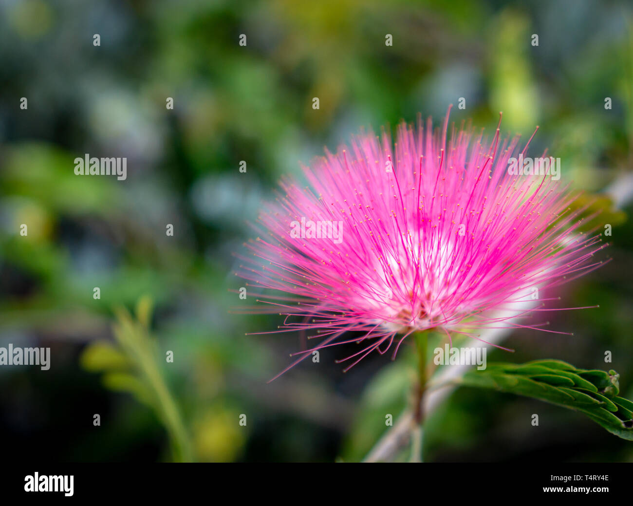 Pink powder puff Stock Photo - Alamy