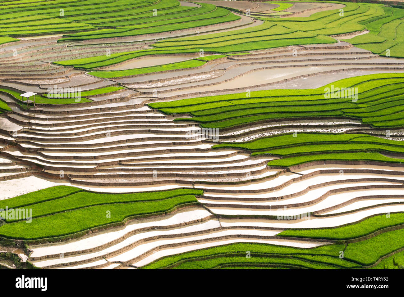 The image is as beautiful as the oil painting of terraced field. Curved ...