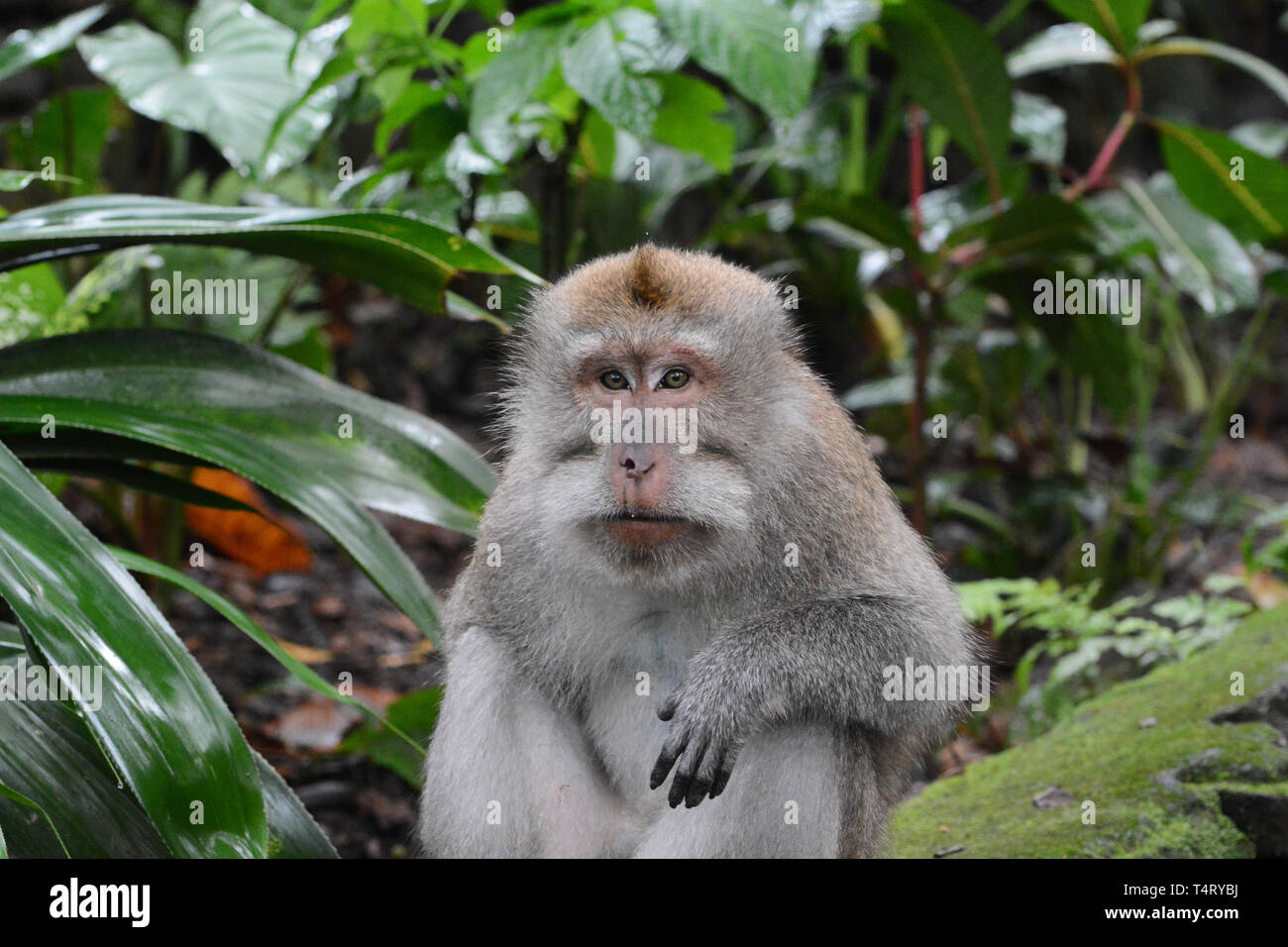 Monkey at sacred monkey forest hi-res stock photography and images - Alamy