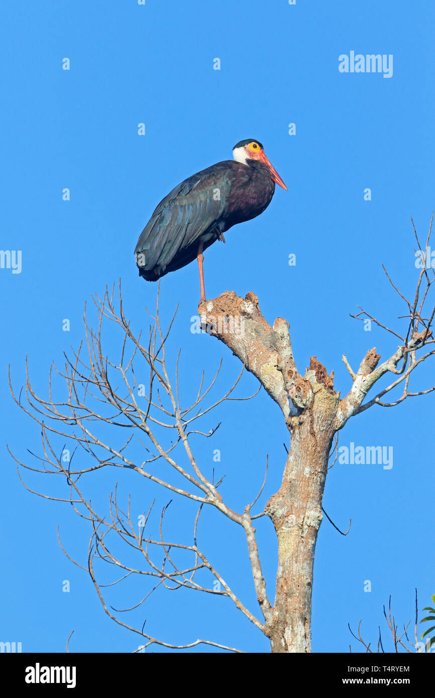 Storm's Stork perched on a dead tree in Tanjung Putting Nature Reserve ...