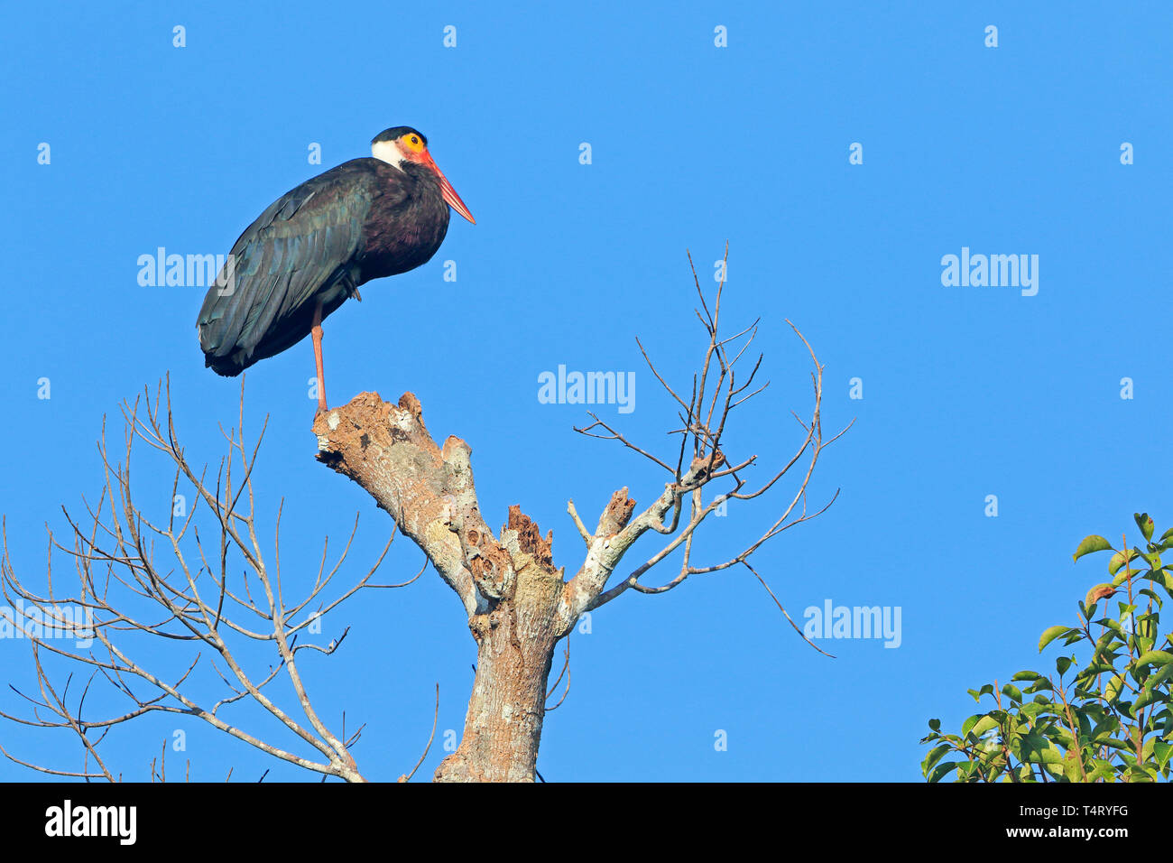 Storm's Stork perched on a dead tree in Tanjung Putting Nature Reserve ...