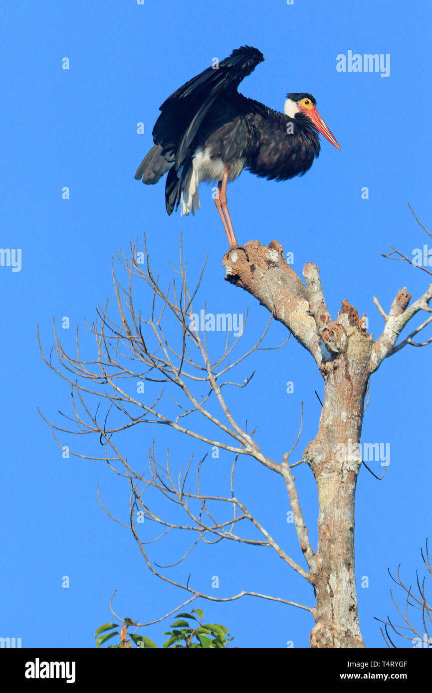 Stormi hi-res stock photography and images - Alamy