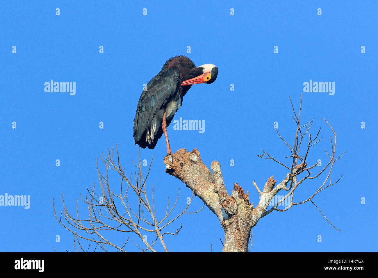 Storm's Stork perched on a dead tree in Tanjung Putting Nature Reserve ...
