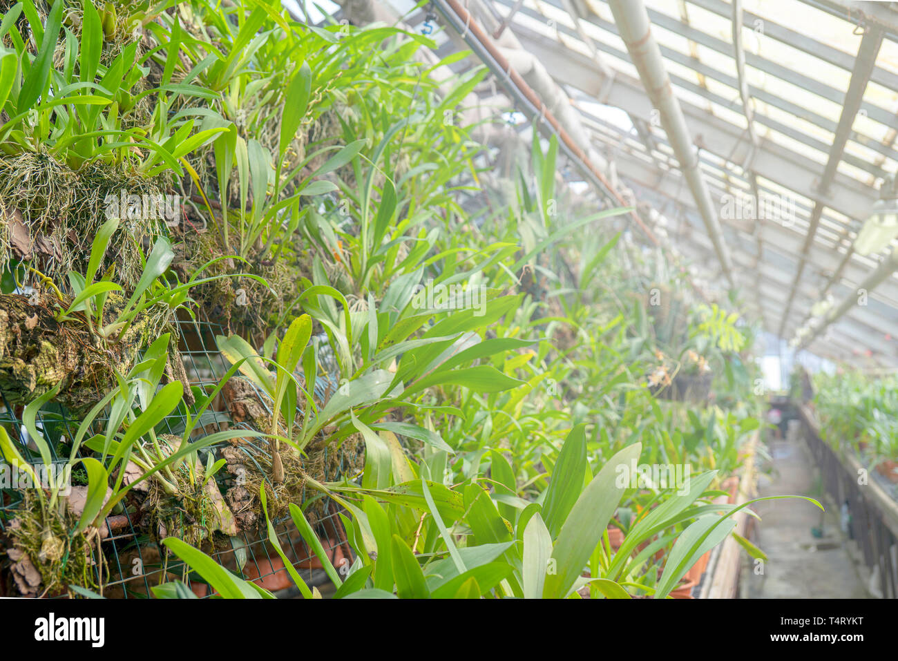 Ornamental tropical plants in the greenhouse Stock Photo - Alamy
