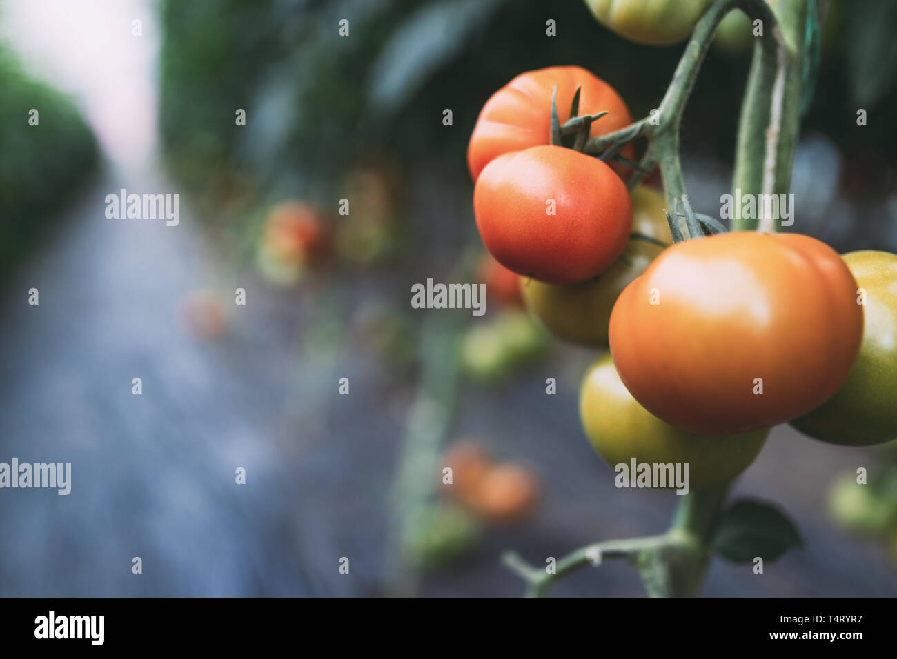 Bunch beautiful red tomatoes hi-res stock photography and images - Alamy