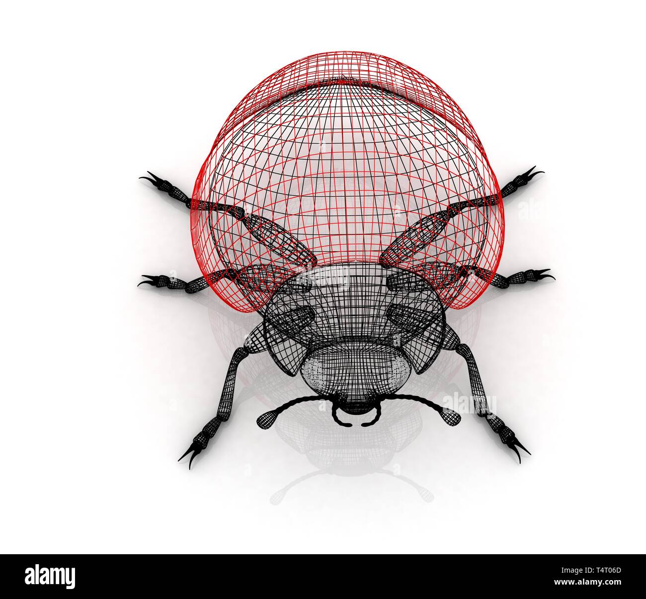 Diamond beetle hi-res stock photography and images - Alamy