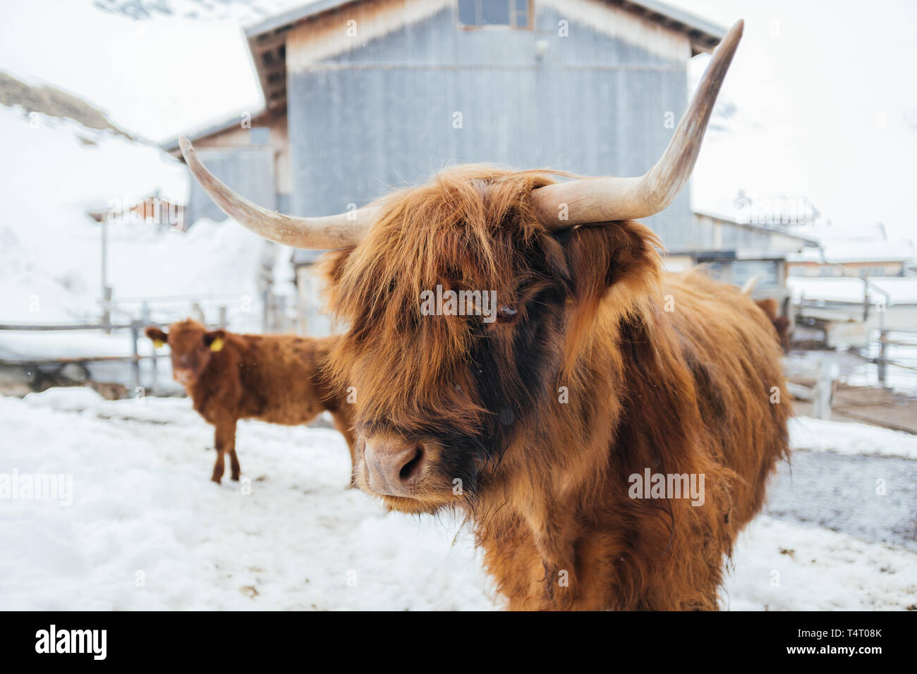 Highland cattle in Swiss village of Juf Stock Photo - Alamy