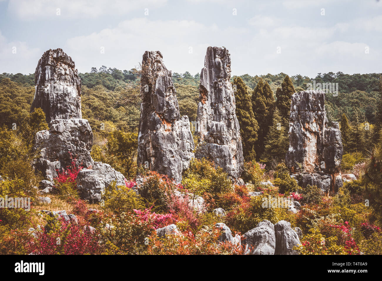 Fantastic tall, limestone rock formations in China Stock Photo - Alamy