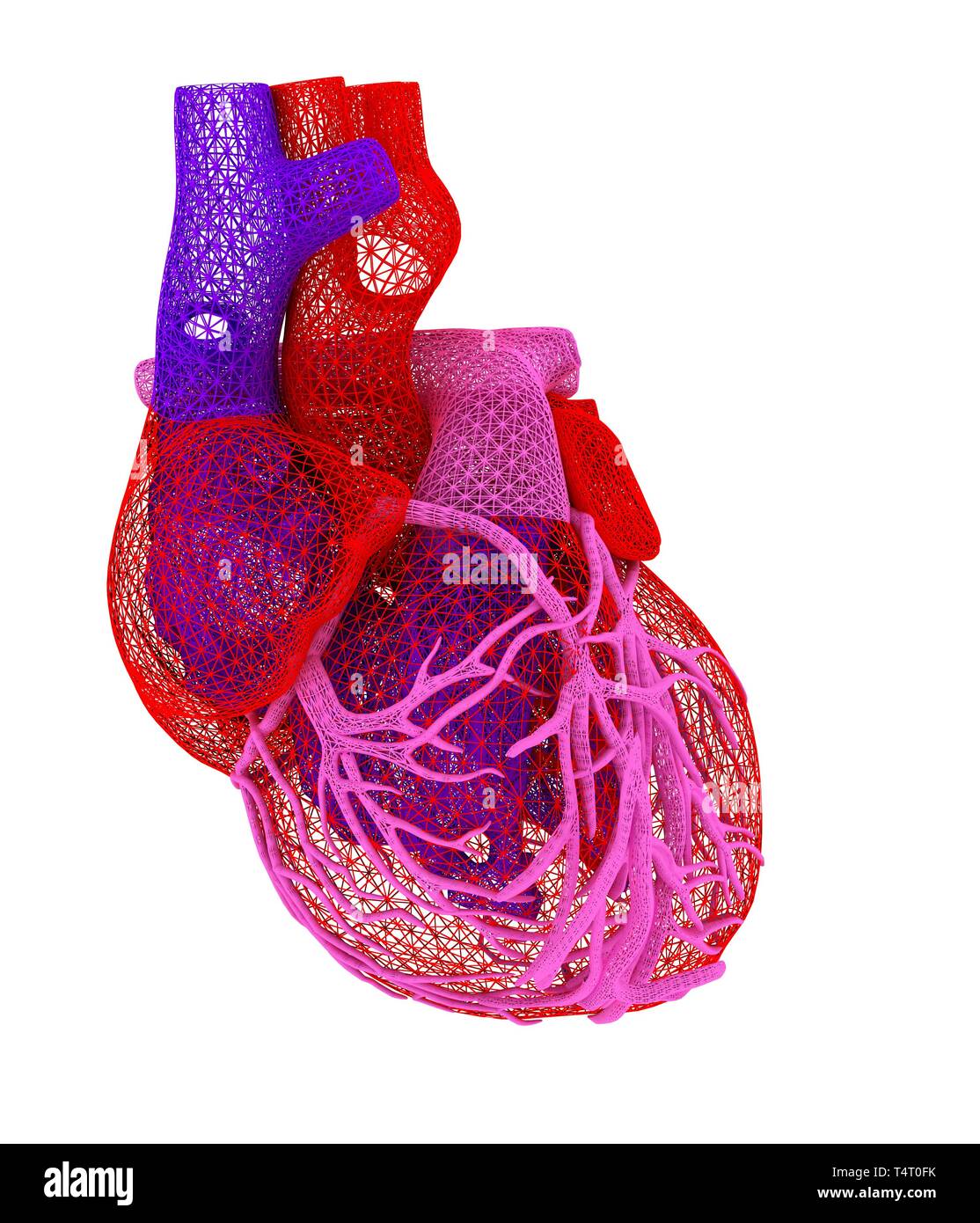 Circulation heart blood artery hi-res stock photography and images - Alamy