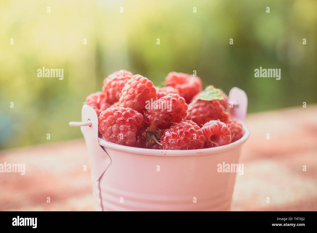 Pink raspberry bucket. Sweet summer berries. Raspberry berry. Garden ...