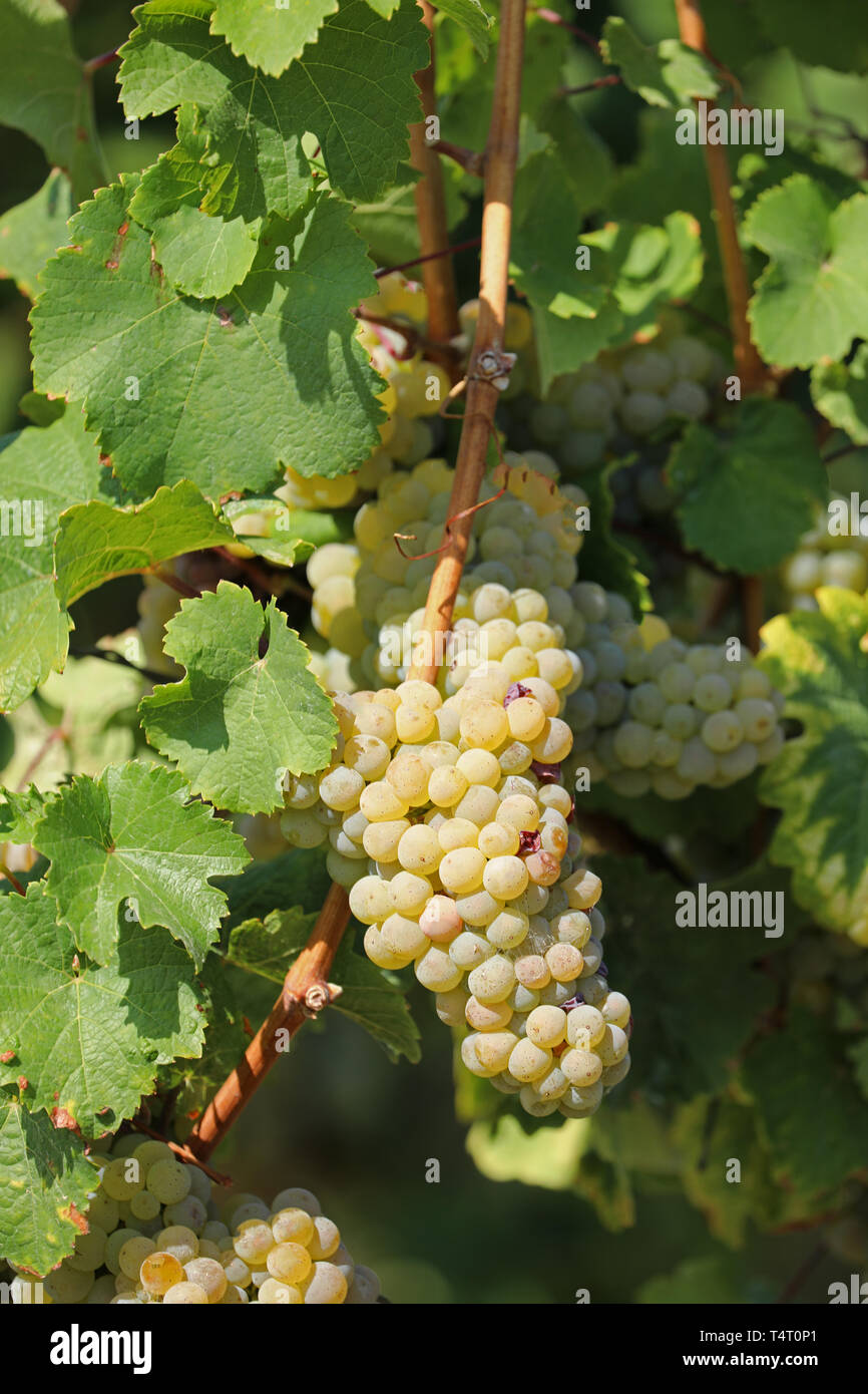 White grapes on one vine Stock Photo - Alamy