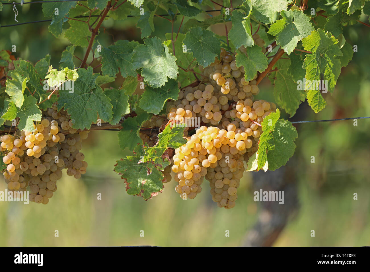 White grapes on one vine Stock Photo - Alamy