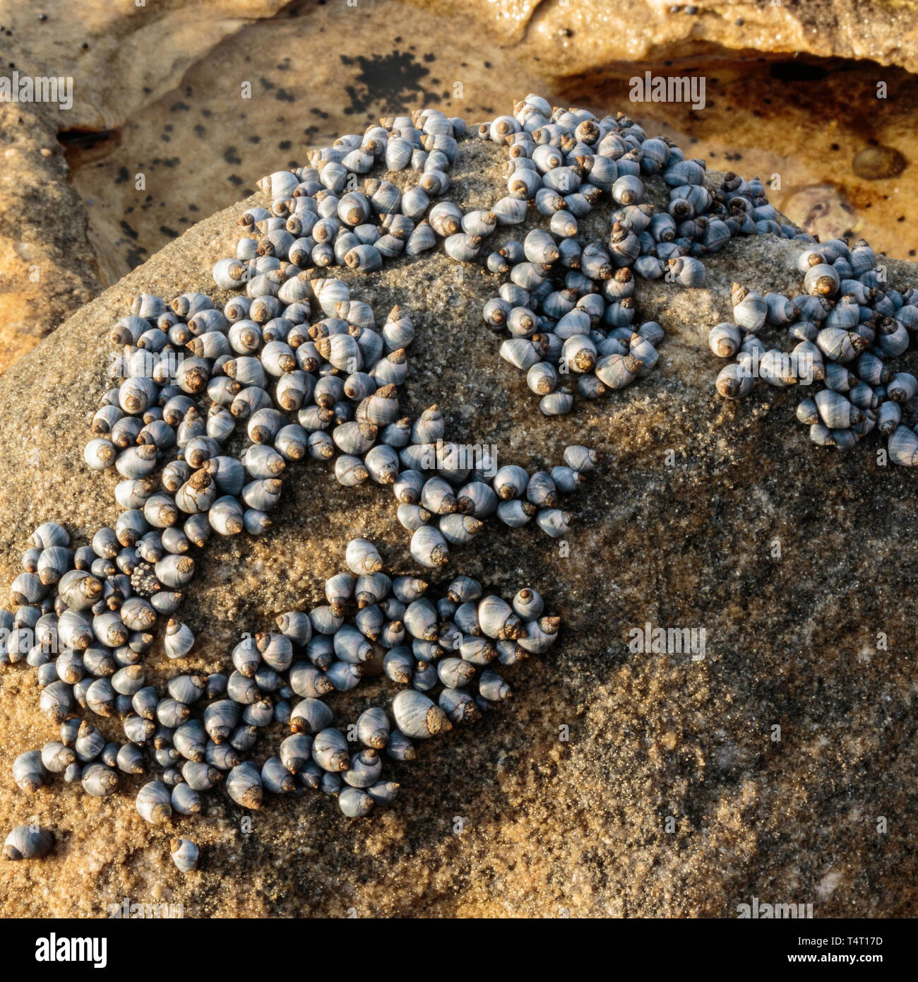 Blue Periwinkle Snail