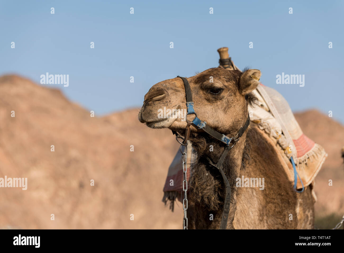 Camel transport hi-res stock photography and images - Alamy
