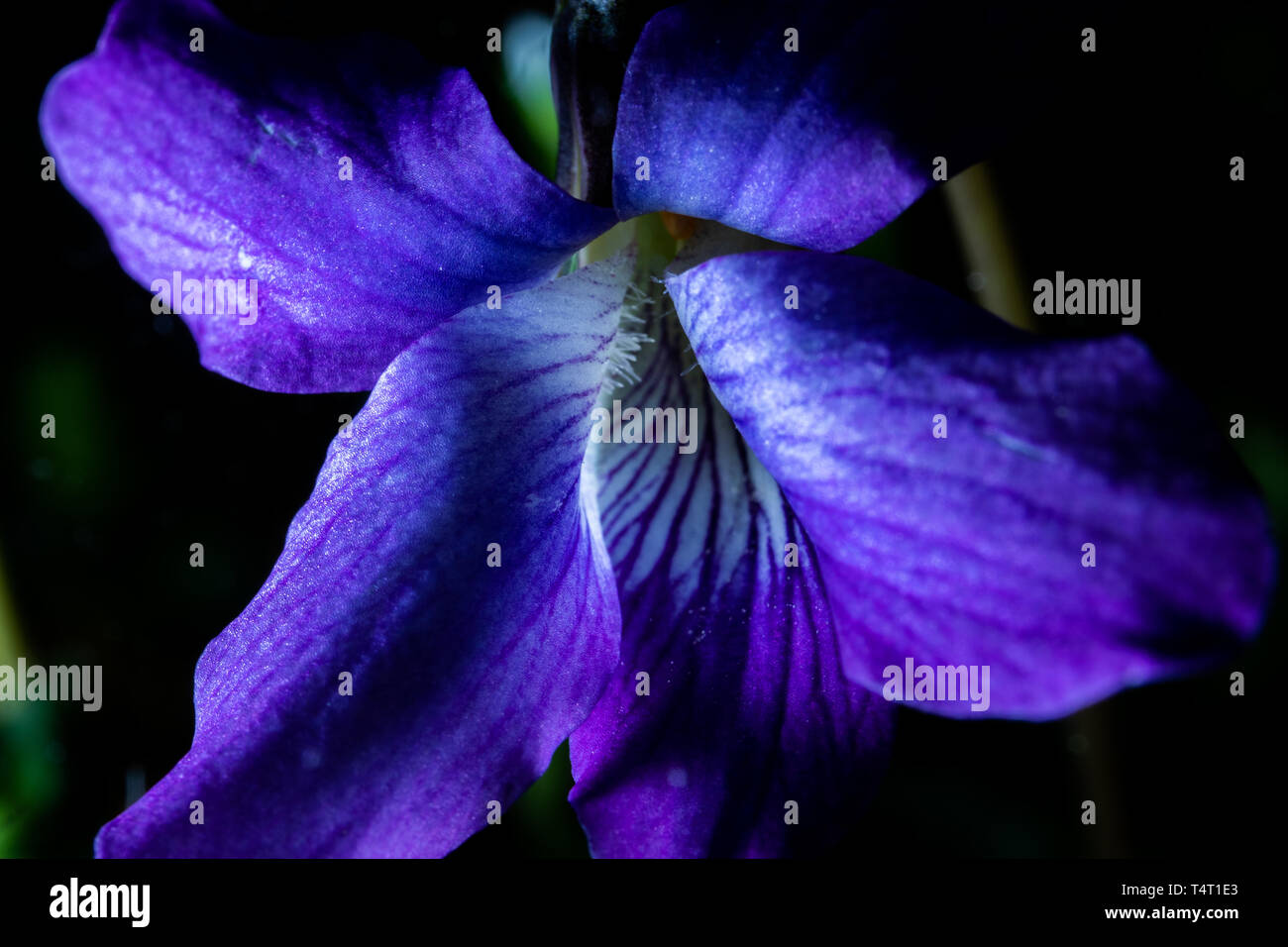 A violet bloom up close Stock Photo - Alamy