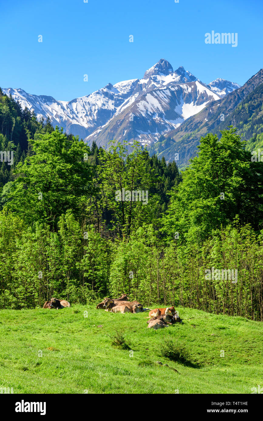 Alpine cows in bavaria hi-res stock photography and images - Alamy
