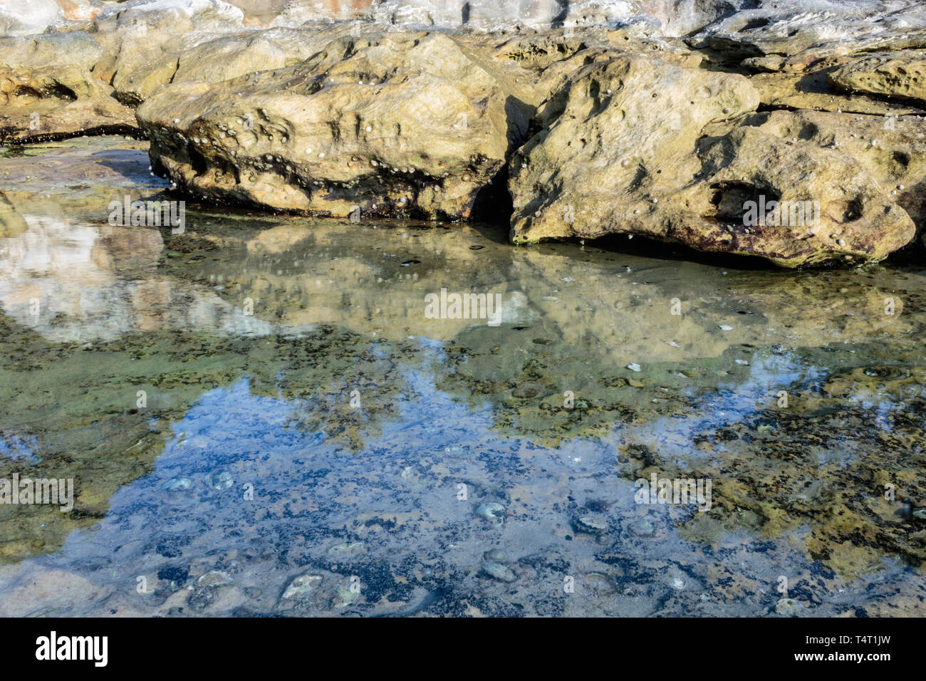 Water Seaweed Rocks High Resolution Stock Photography and Images - Alamy