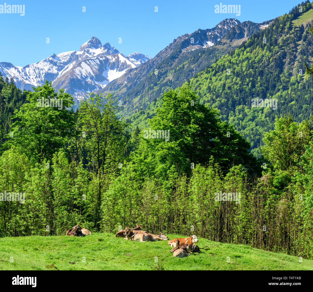 Alpine cows in bavaria hi-res stock photography and images - Alamy