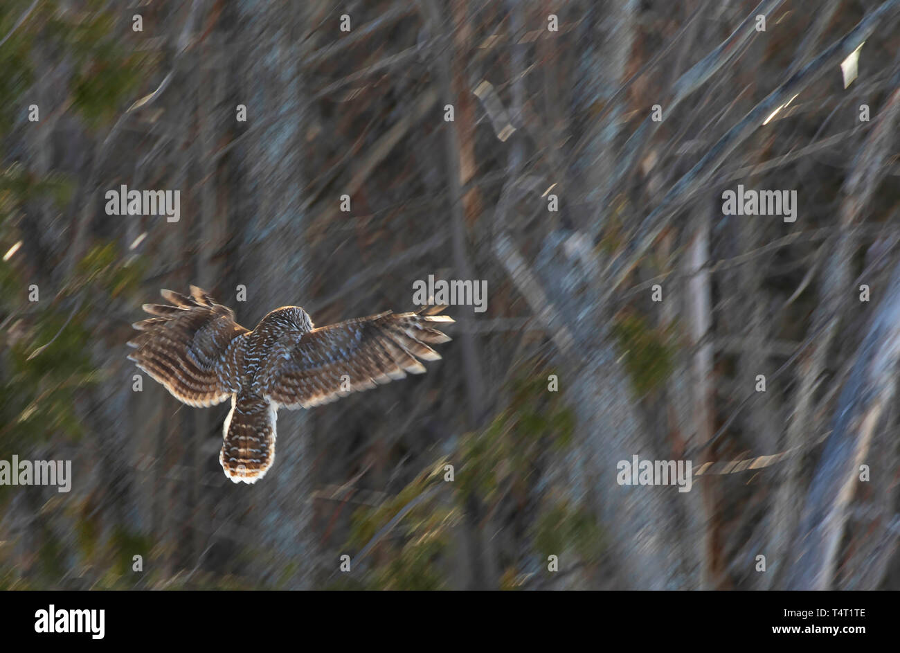 A barred owl taking off to another tree hunting for voles in a Canadian ...