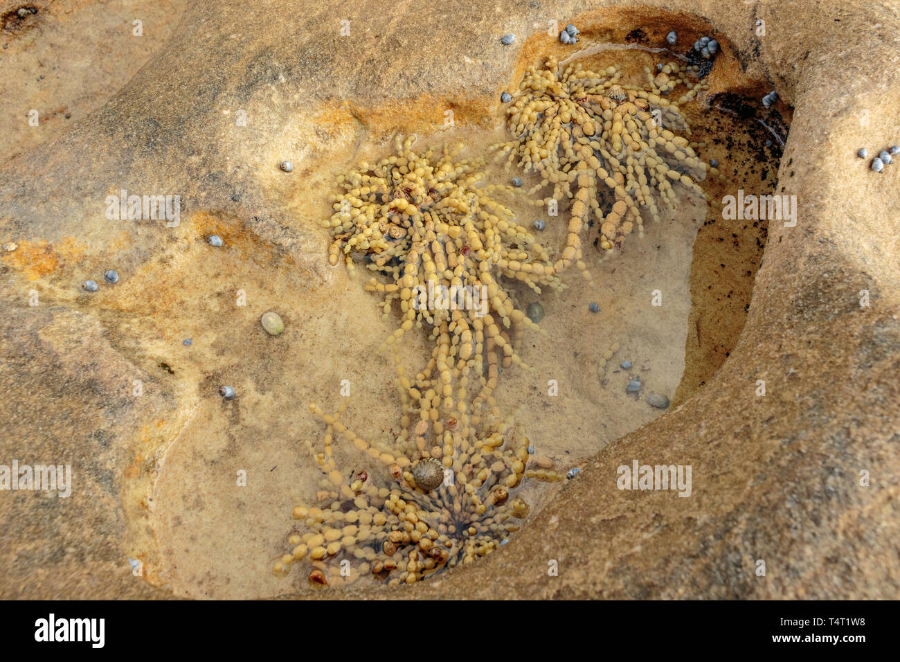 Bubble weed and seashells in a small rock pool on the shore at Nielsen ...