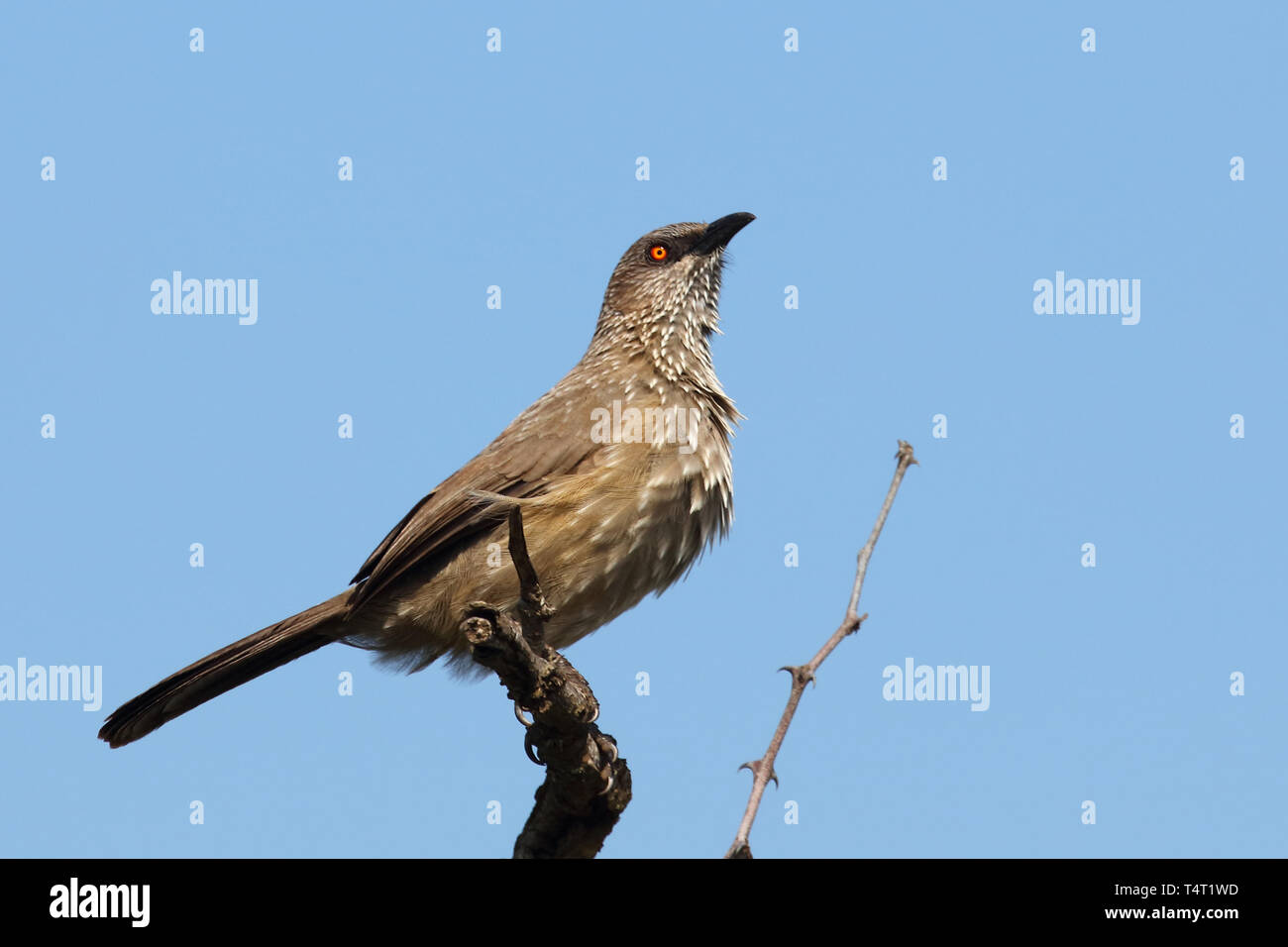 Braundrossling / Arrow-marked bubbler / Turdoides jardineii Stock Photo ...