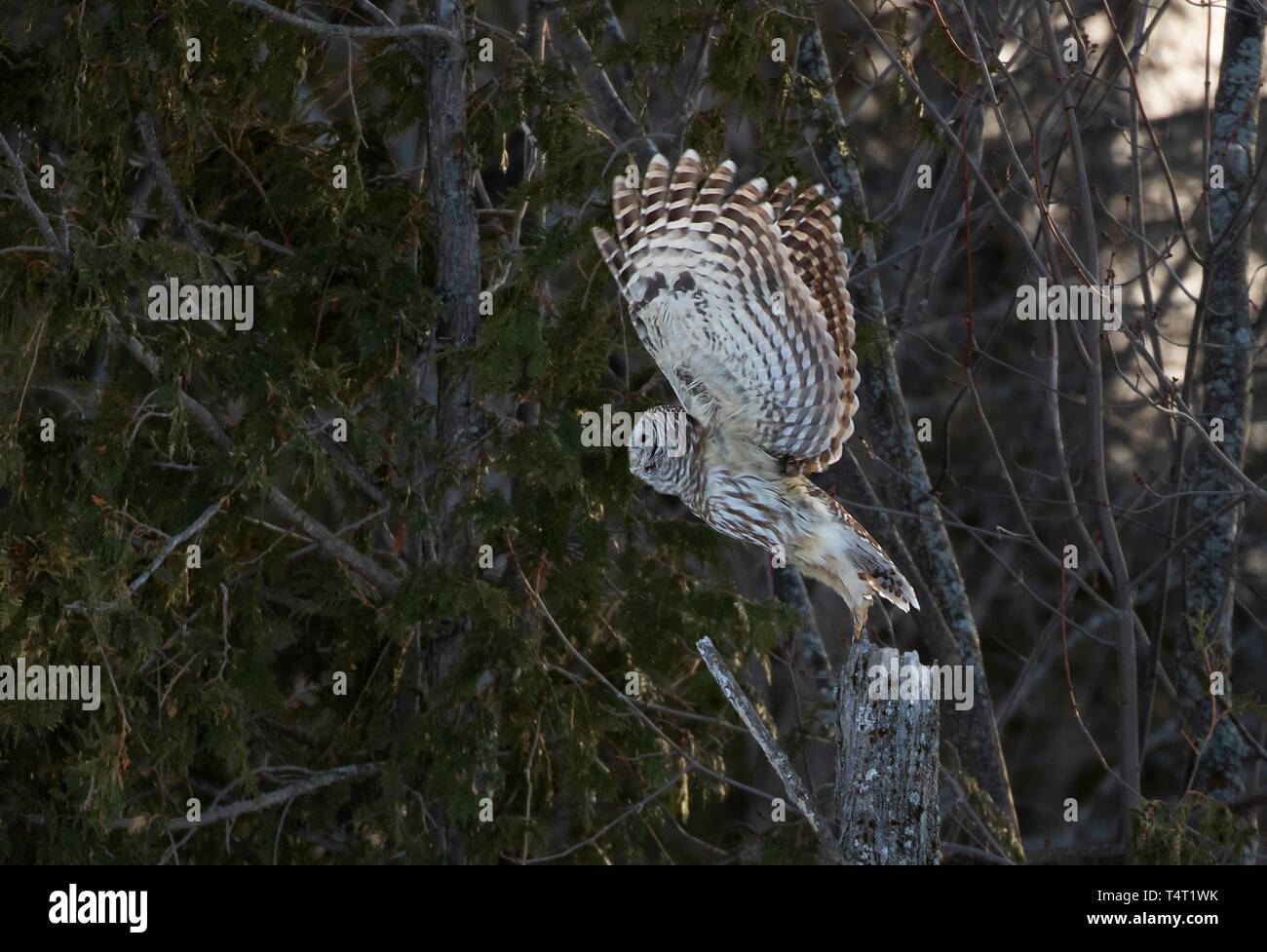 Voles isolated hi-res stock photography and images - Alamy