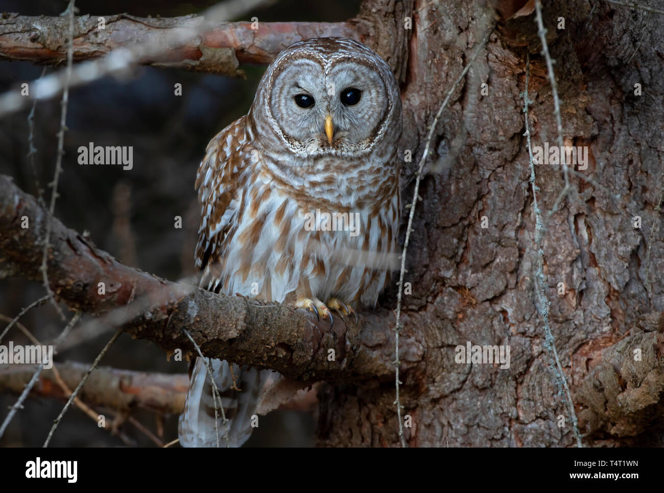 Barred owl hi-res stock photography and images - Alamy