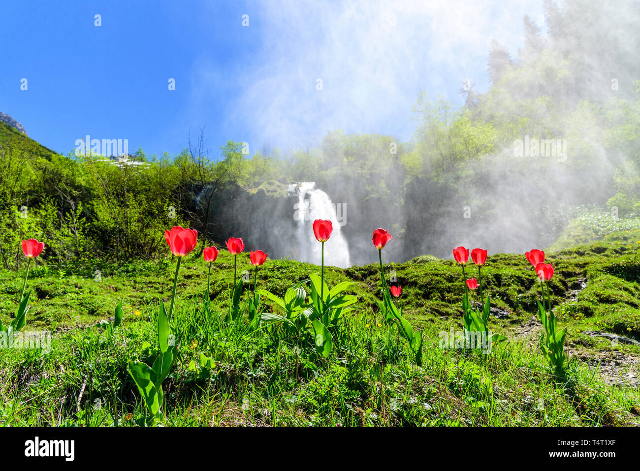 Tulips and waterfall hi-res stock photography and images - Alamy