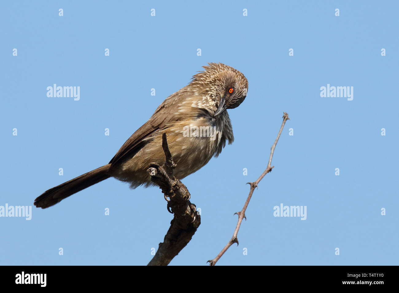 Braundrossling / Arrow-marked bubbler / Turdoides jardineii Stock Photo ...