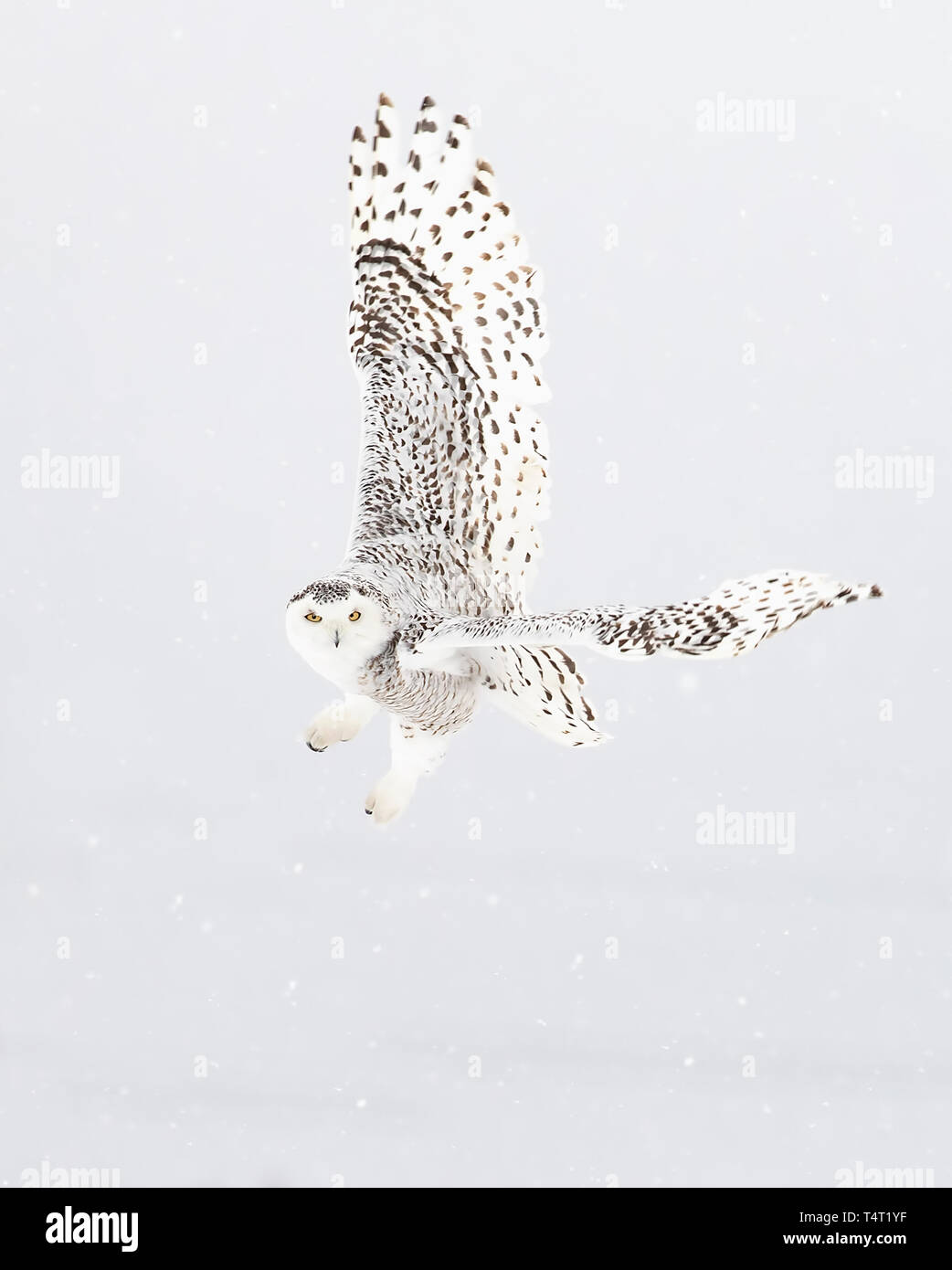 Low flying owl hi-res stock photography and images - Alamy