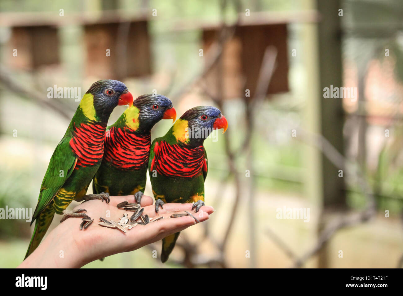 Lory Parrots High Resolution Stock Photography and Images - Alamy