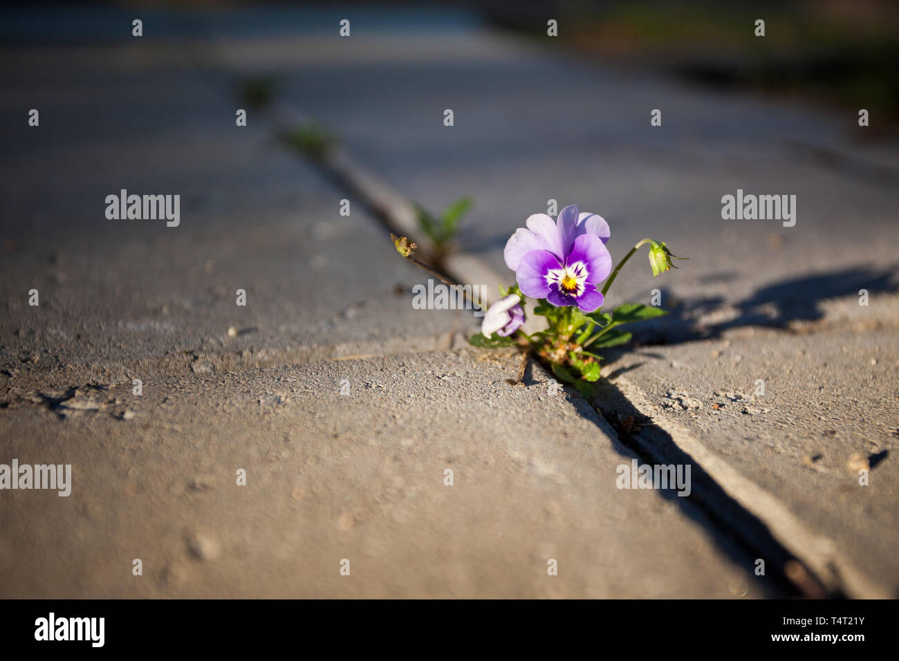 Paving close up hi-res stock photography and images - Alamy