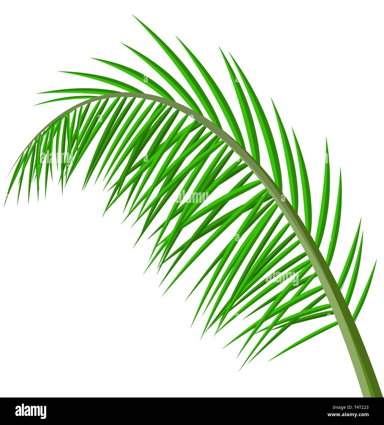 Coconut Tree Leaves Vector
