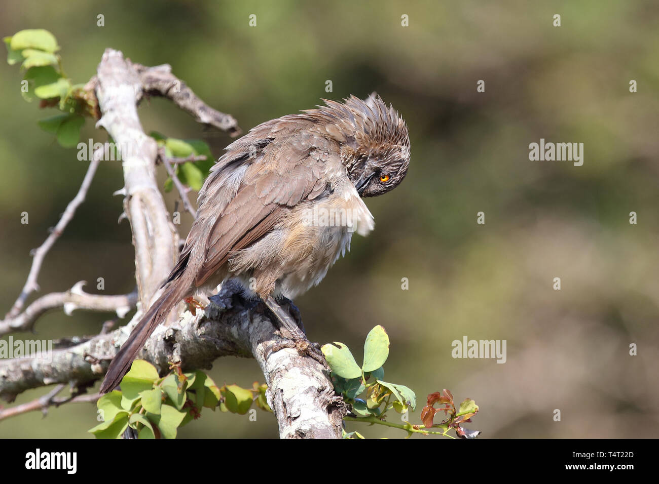 Braundrossling / Arrow-marked bubbler / Turdoides jardineii Stock Photo ...