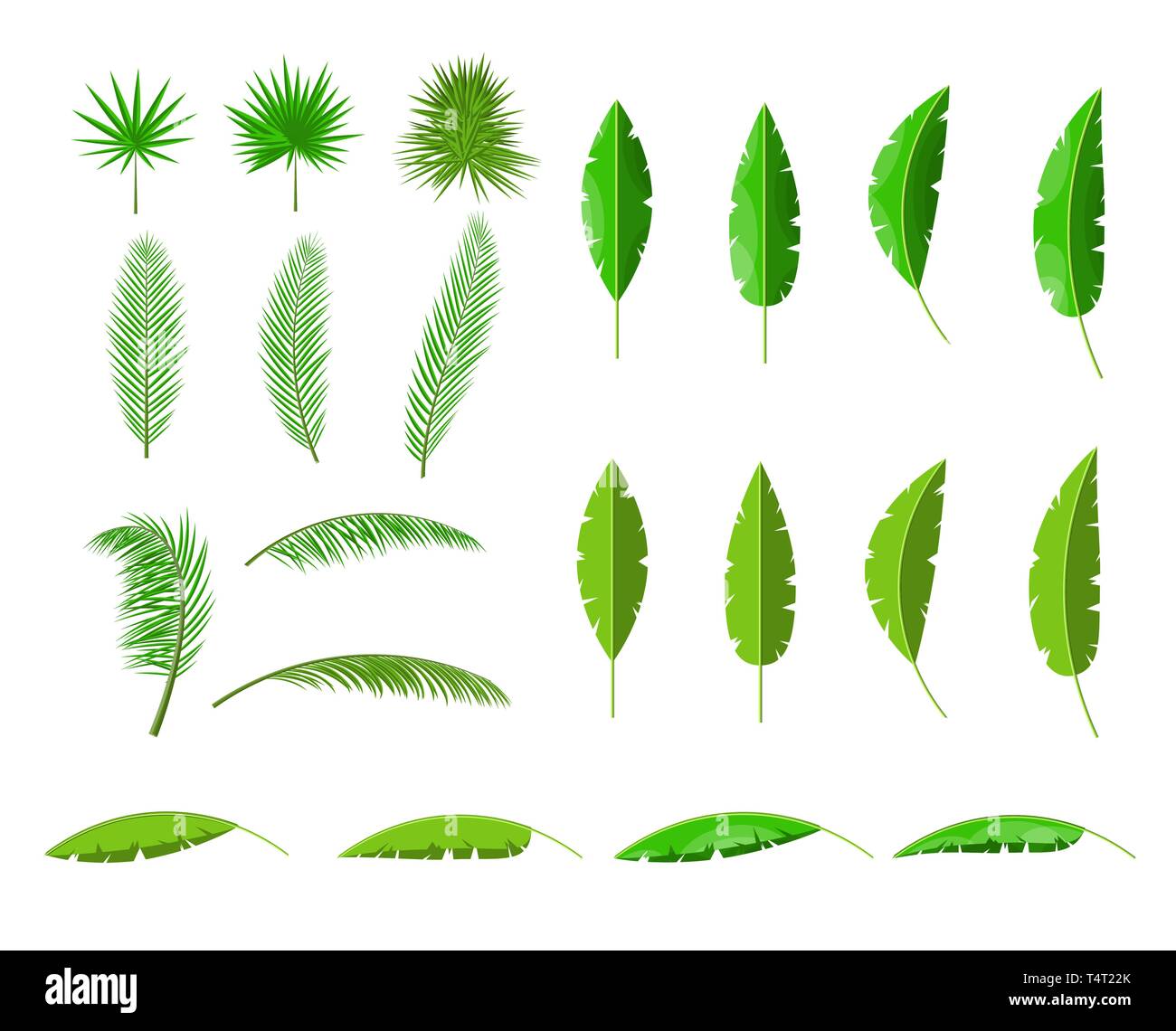 Banana Tree Leaf Vector