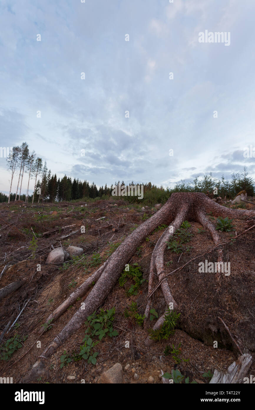 Cut down tree stump roots at logging area landscape Stock Photo - Alamy