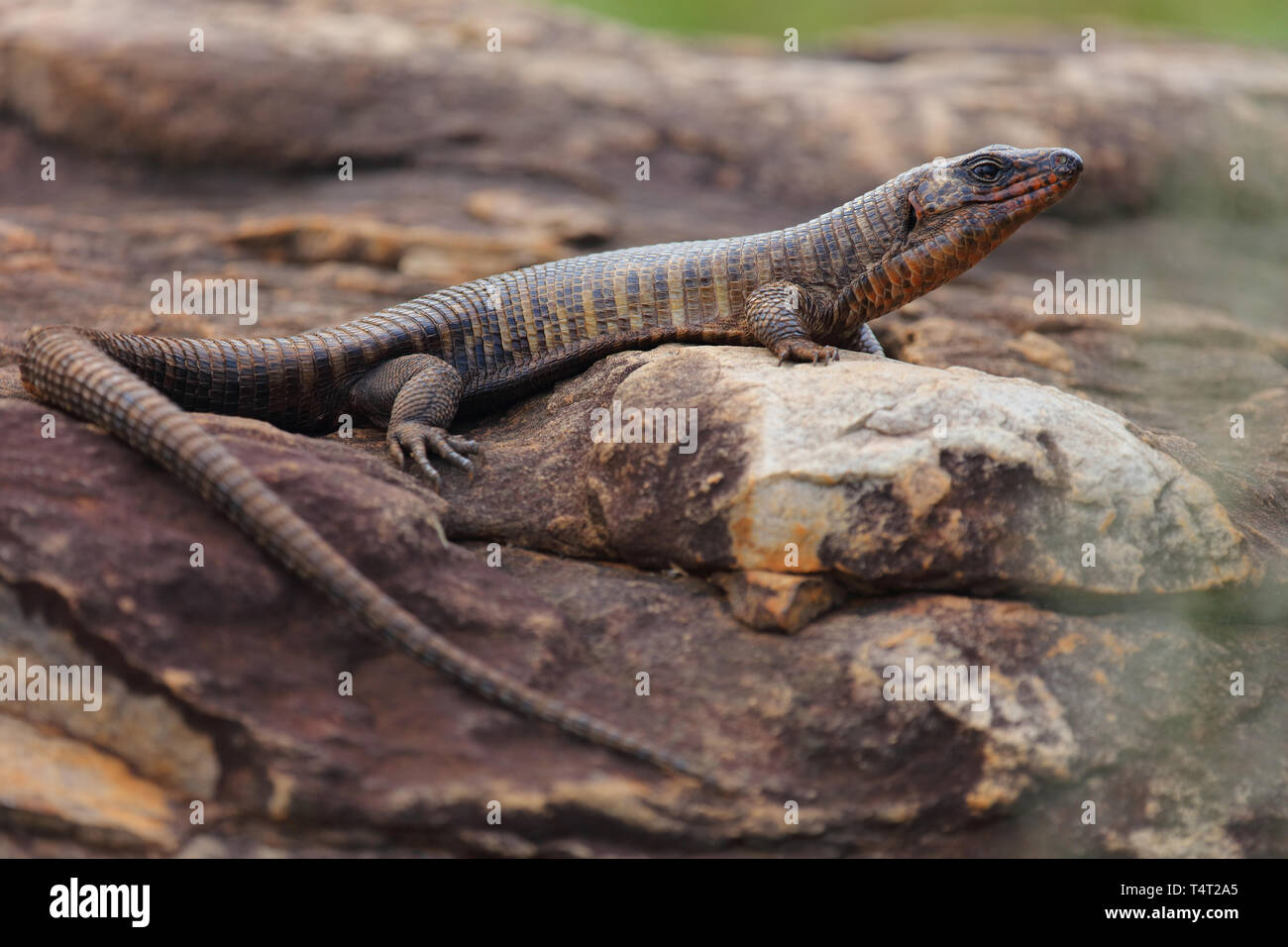 Gerrhosaurus validus hi-res stock photography and images - Alamy