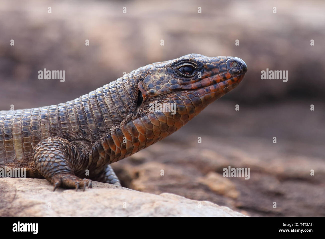 Felsen-Schildechse / Giant plated lizard / Gerrhosaurus validus Stock ...