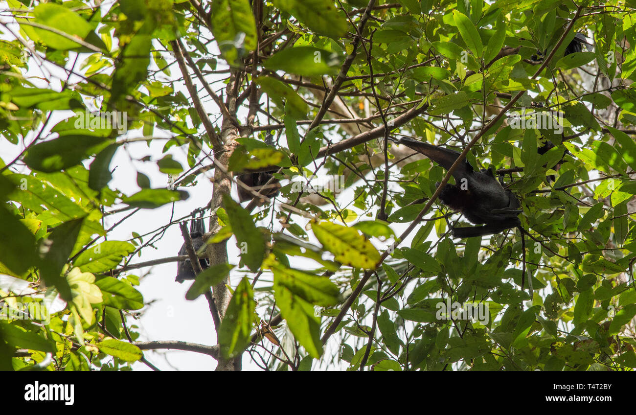 Bats in a tropical tree in the monsoon forest at Litchfield National ...