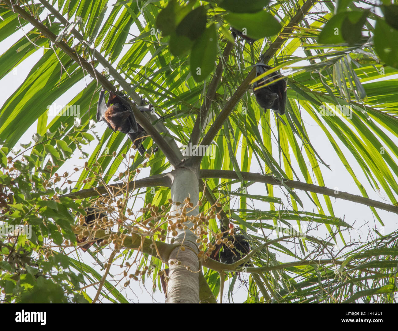 Bats in a tropical tree in the monsoon forest at Litchfield National ...